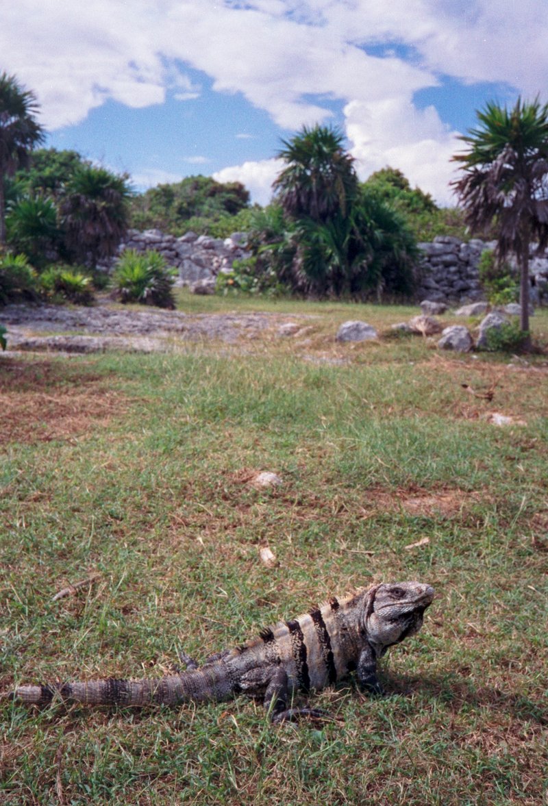 トゥルム遺跡 ＜Rollei 35S＞｜MOJA MOJA｜note