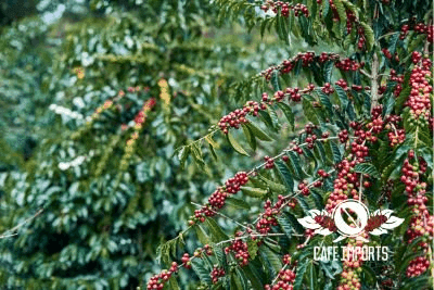 ハニープロセスって甘いの？【もっと詳しく】｜DCS_GREEN