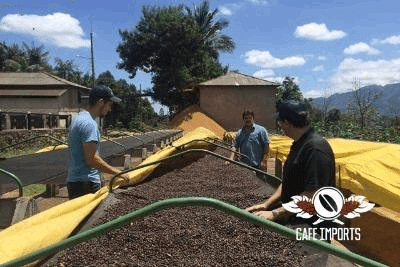 ハニープロセスって甘いの？【もっと詳しく】｜DCS_GREEN