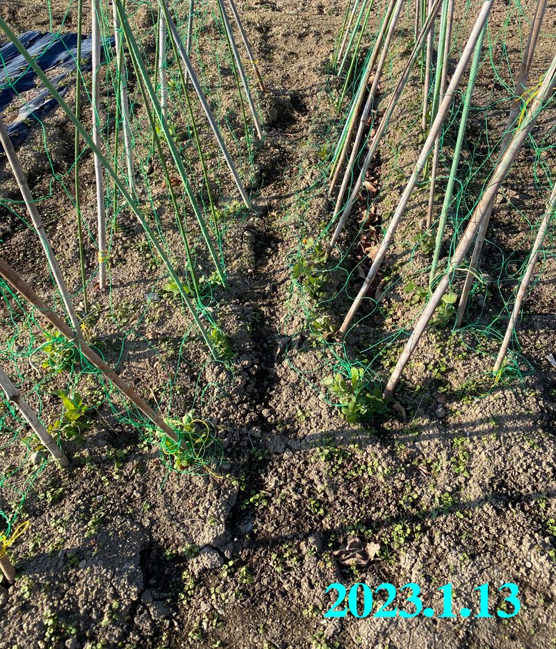 家庭菜園記録2023.1.13 ｜nyao