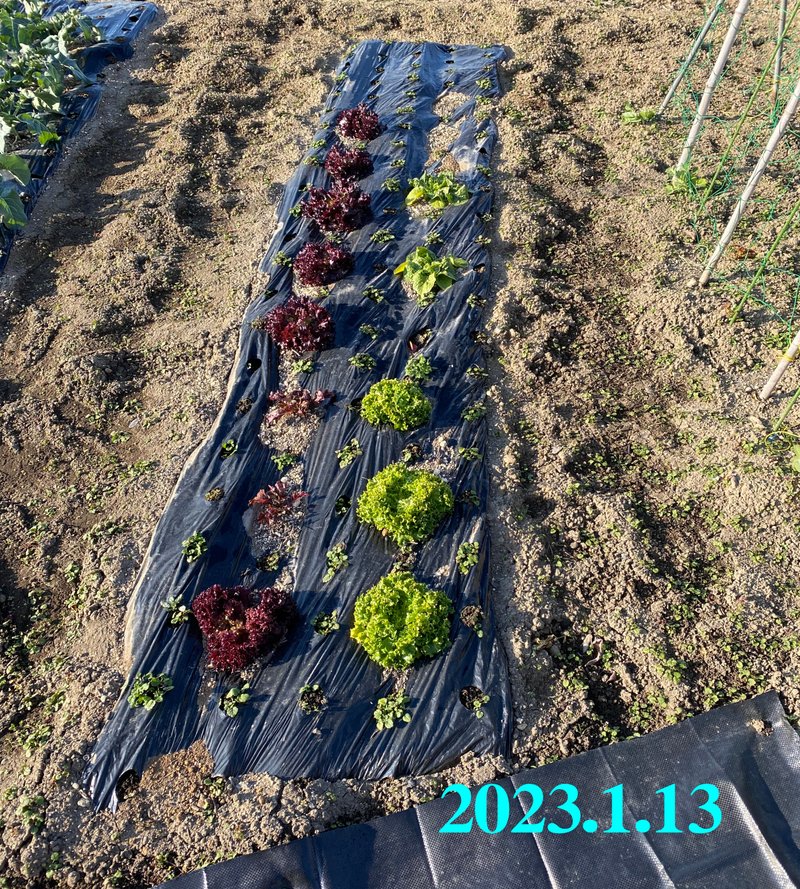 家庭菜園記録2023.1.13 ｜nyao