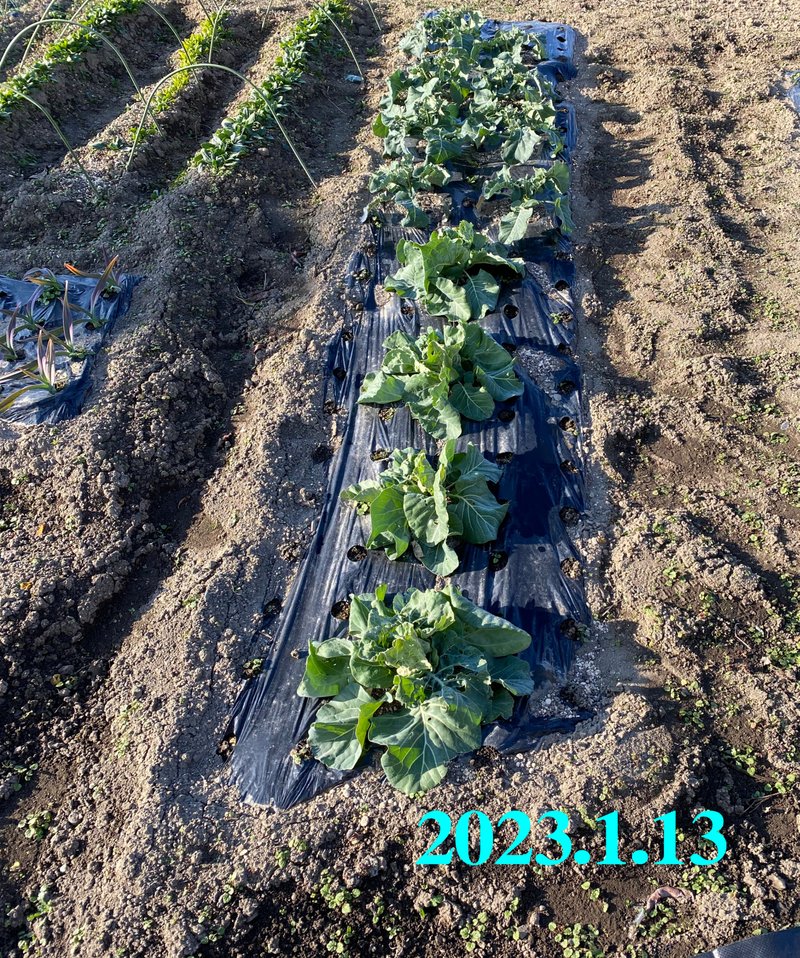 家庭菜園記録2023.1.13 ｜nyao