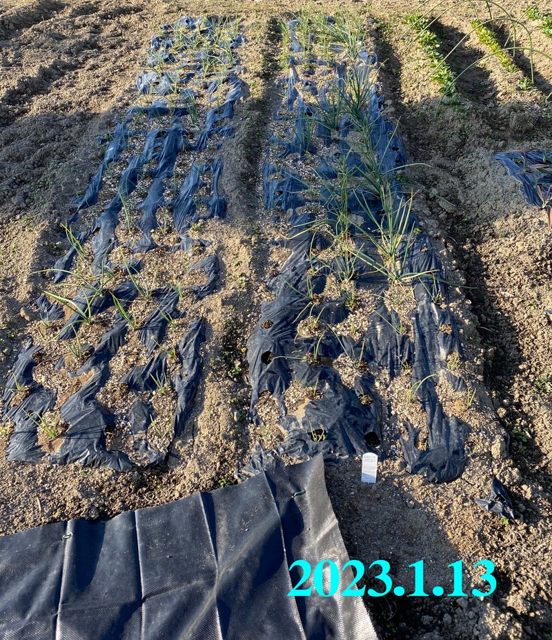 家庭菜園記録2023.1.13 ｜nyao｜note