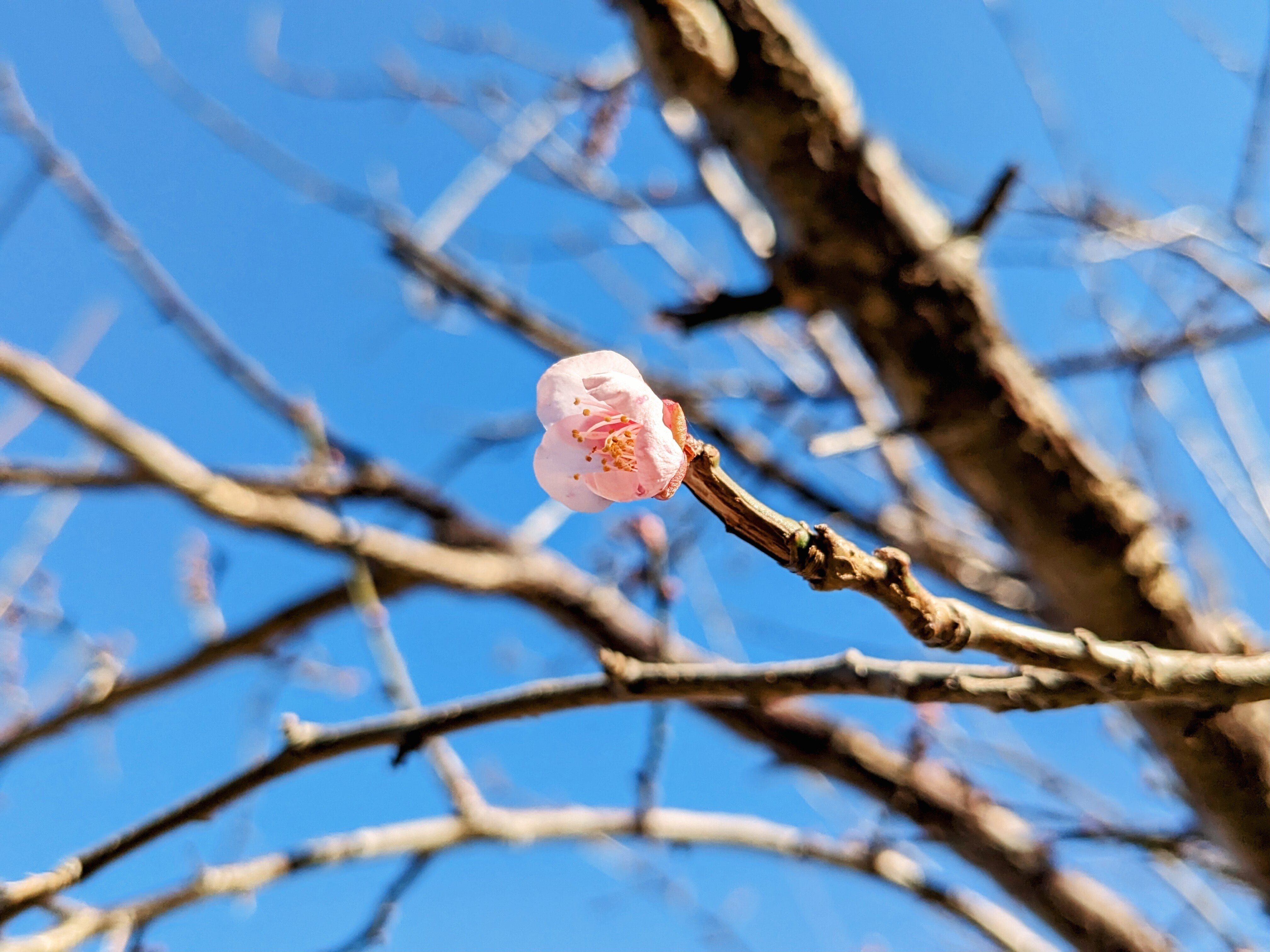 一輪のぬくもり。｜aria.｜note