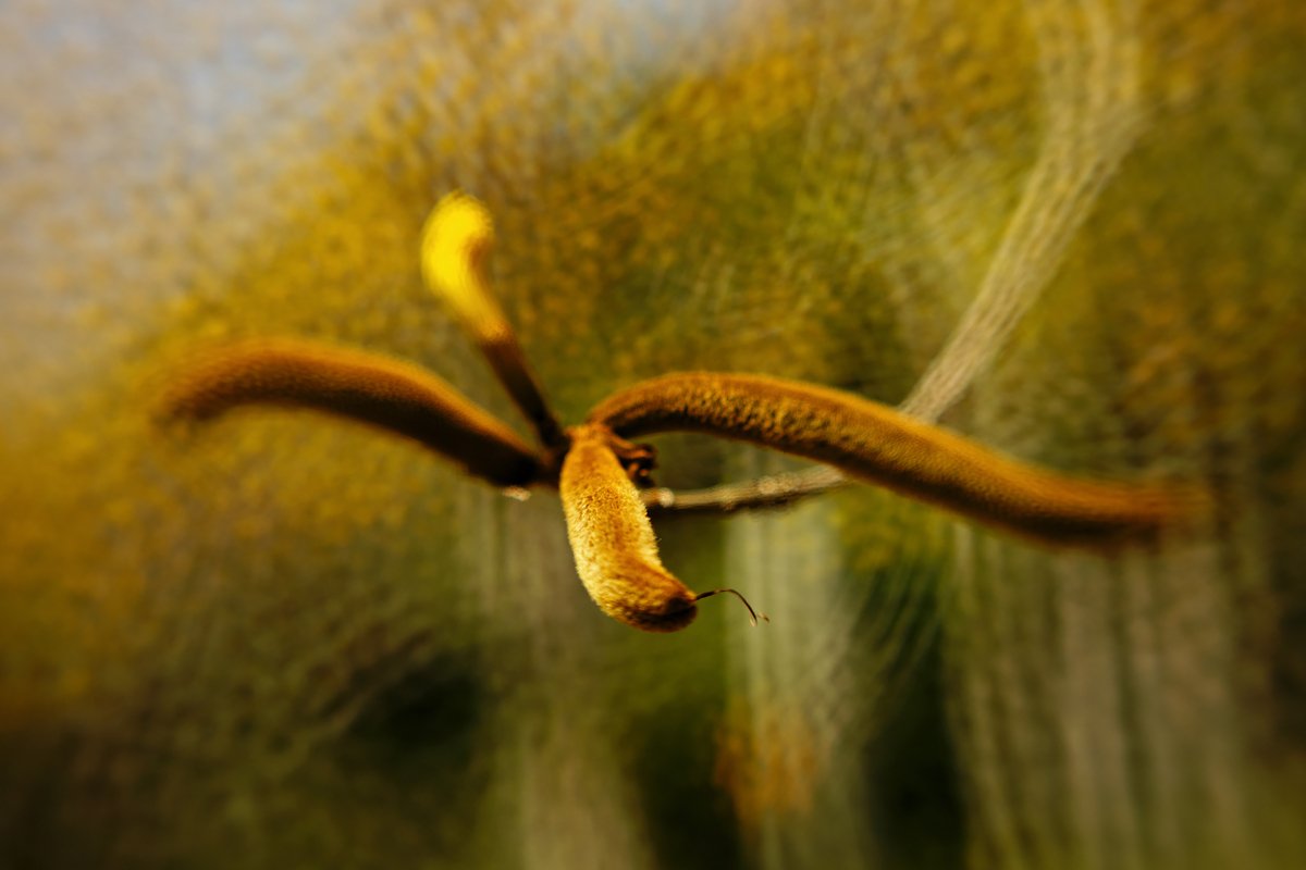 レンズベビーでマクロ撮影を #6｜Masaki Senko｜note