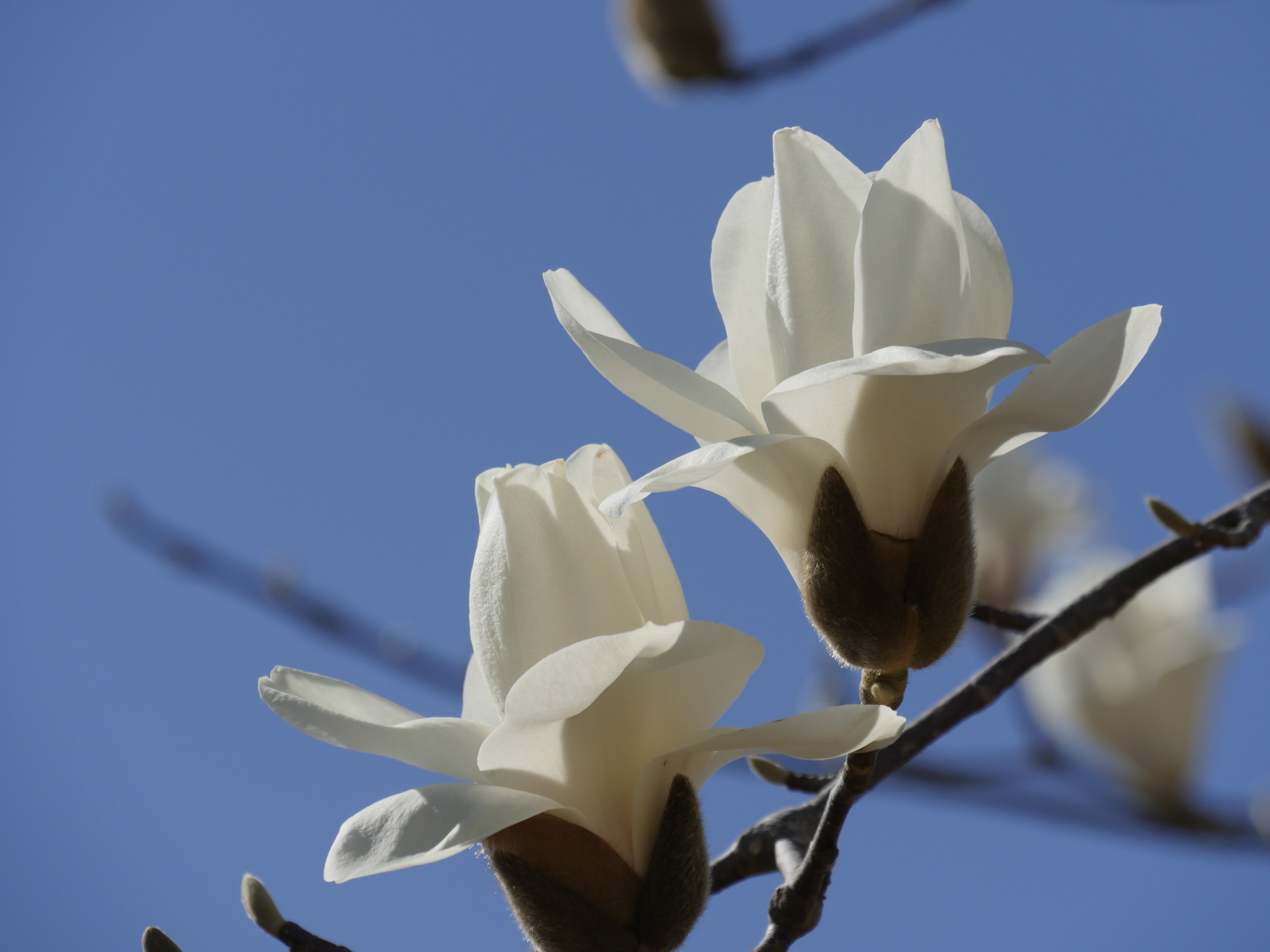 ウメとモクレン｜team_ueno｜note