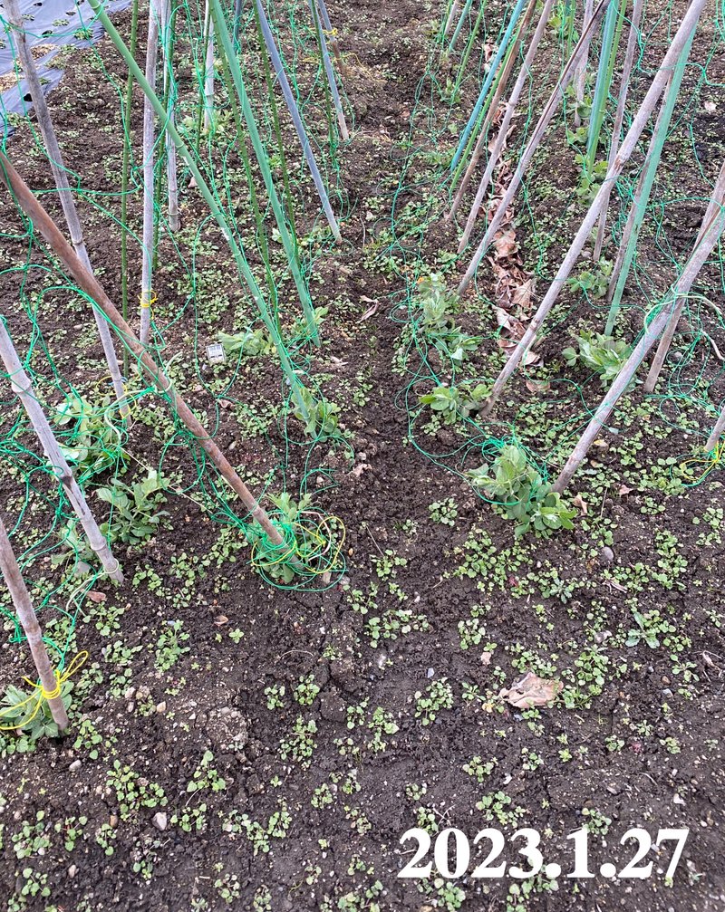 家庭菜園記録2023.1.27 ｜nyao
