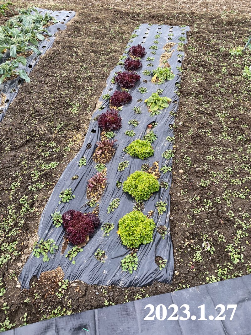 家庭菜園記録2023.1.27 ｜nyao