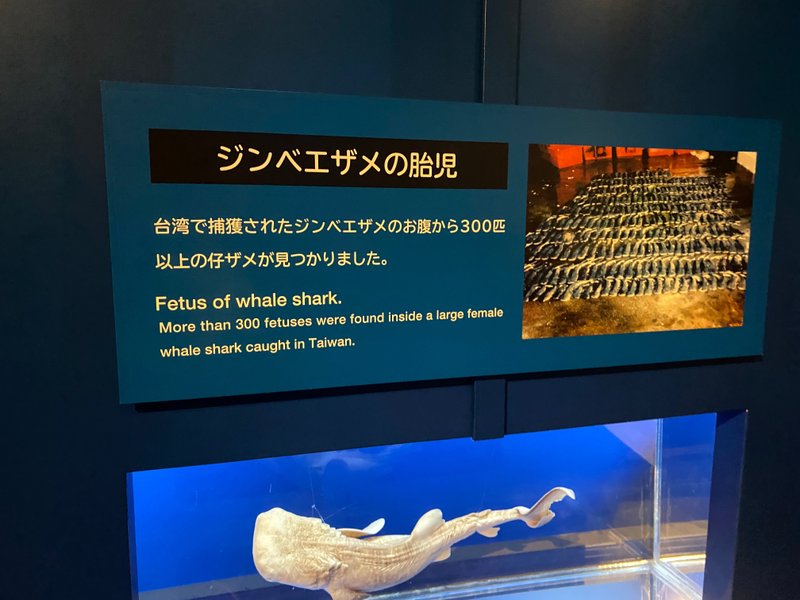 腹側の剛毛で育てた微生物を食べるカニ｜chino｜note