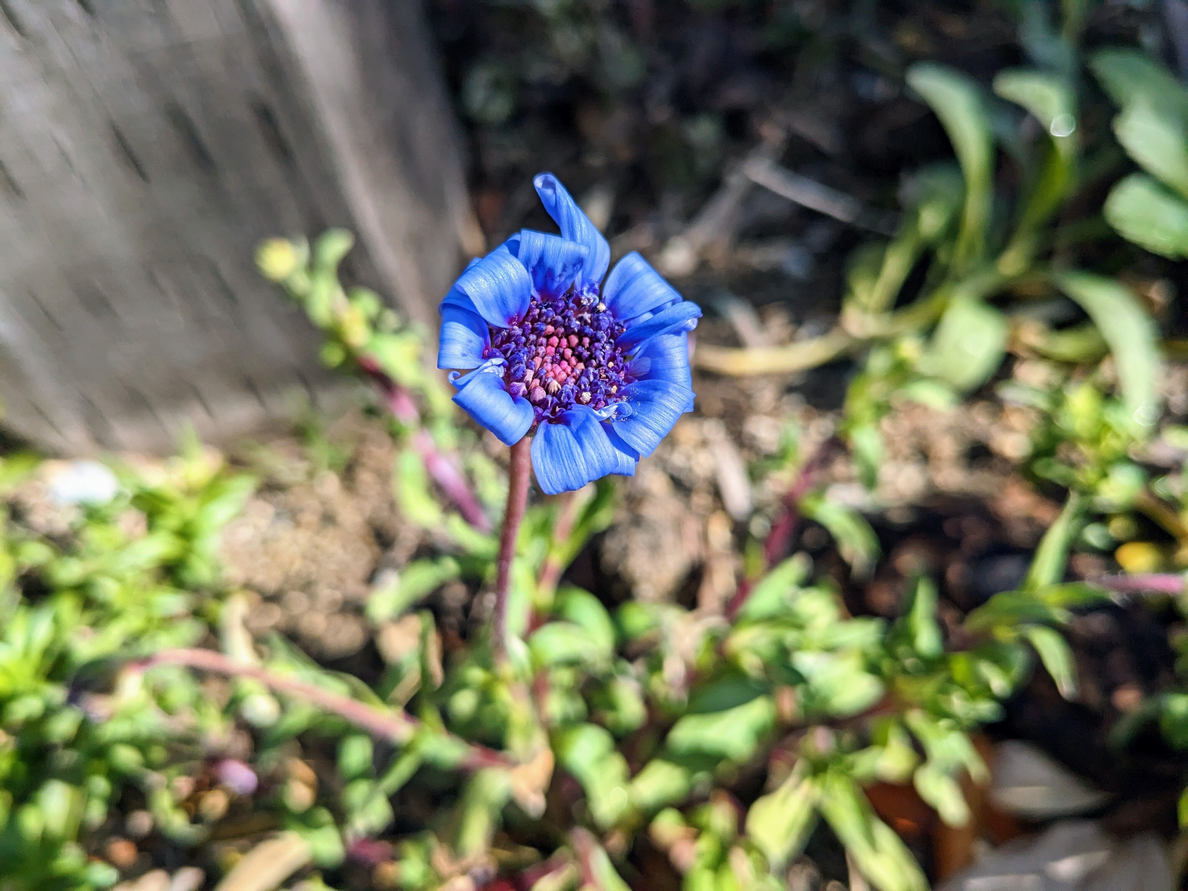 散歩道からのギフト【20230129】｜aria.