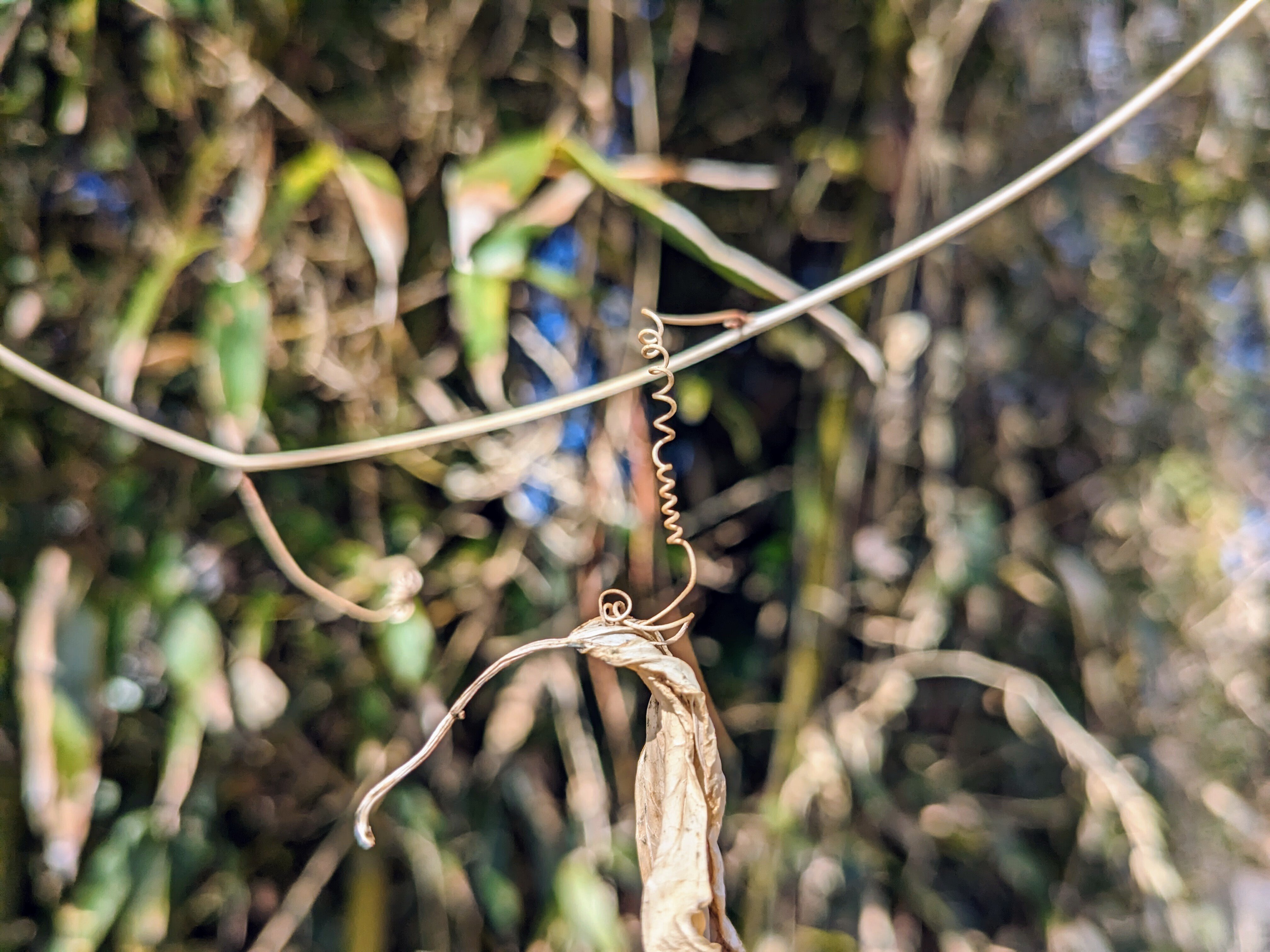 散歩道からのギフト【20230129】｜aria.