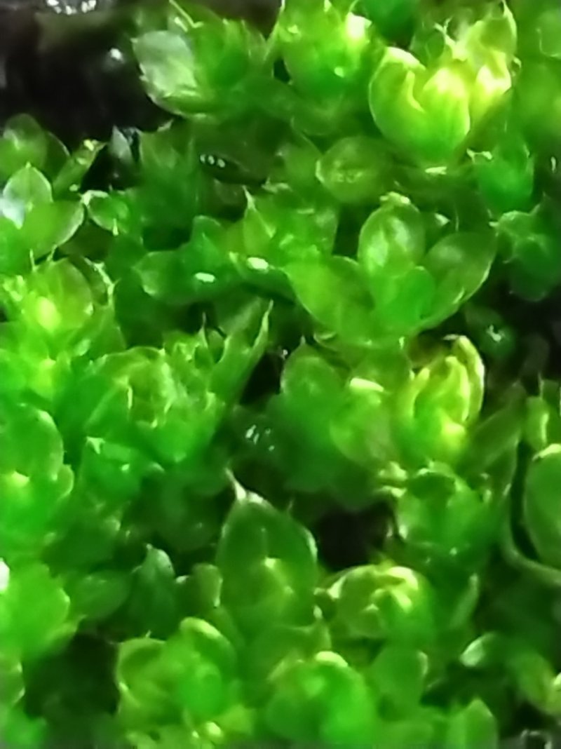 ある日の・・・20230129｜黒猫シェフ