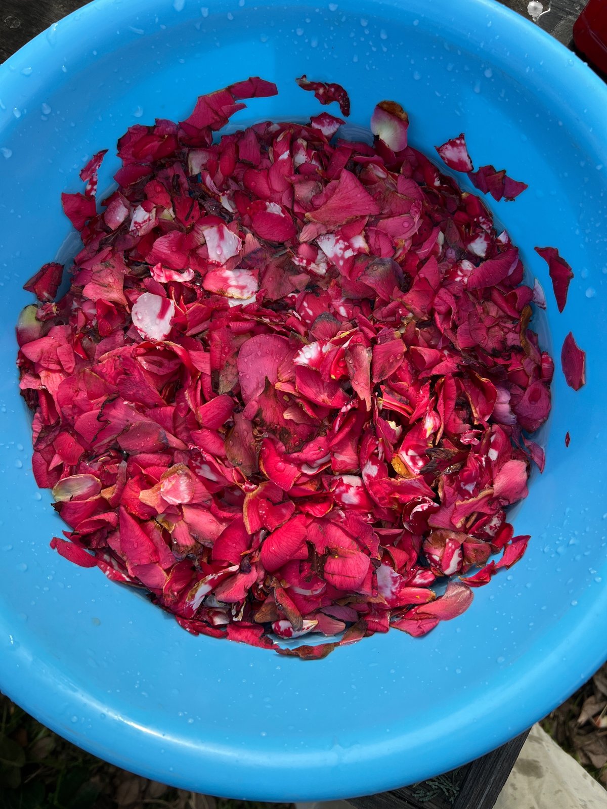 椿と山茶花の花びら染め♪｜reiko