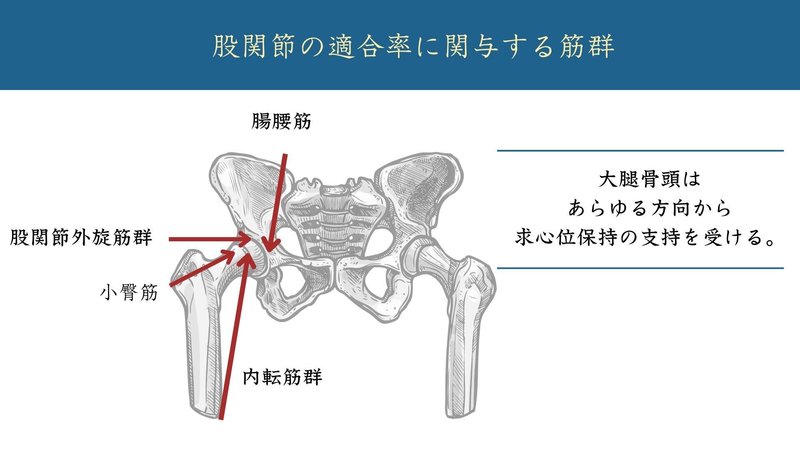 groin painに対する治療戦略｜Synergist lab.｜note