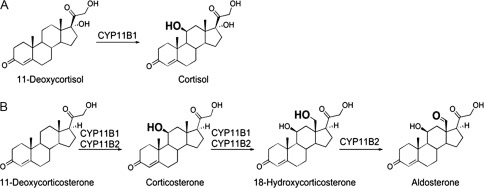 small-molecule drug:Baxdrostat（第2相）は高度選択性による画期的新薬である｜Makisey