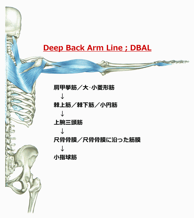 野球選手に重要なDBAL｜Swingman's Lab.
