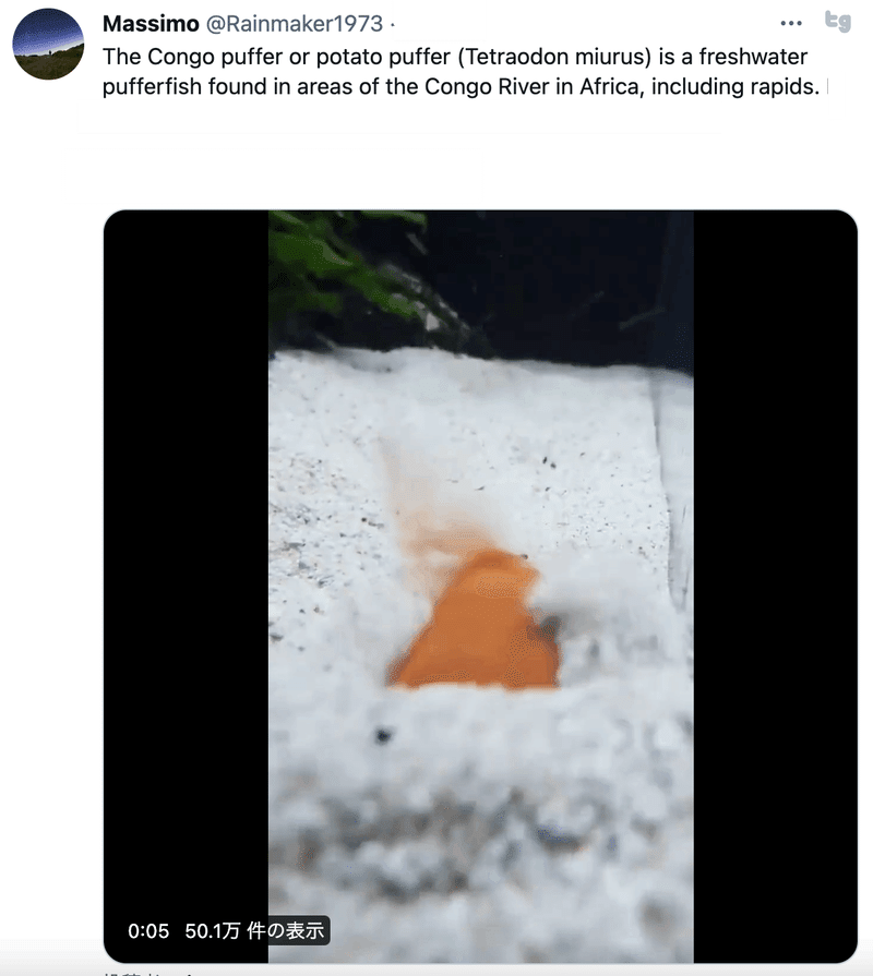 potato puffer｜あい｜note