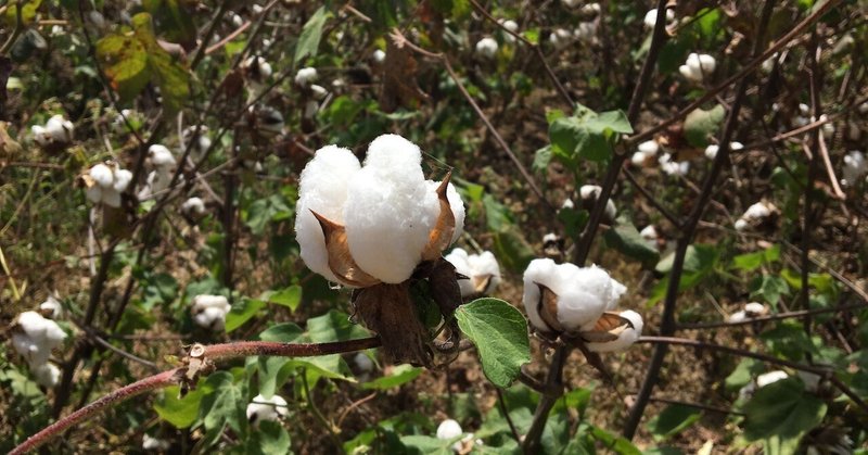 ブルキナに到着したら軍事クーデターが起きた（プランニング前編）｜原口瑛子｜EIKO HARAGUCHI