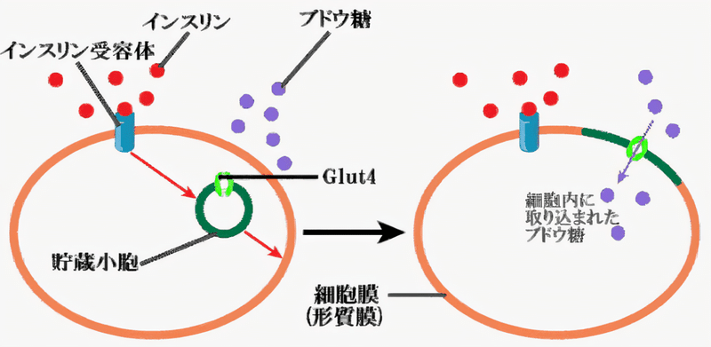 酵素の一つAMPK｜toshi【痛みの原因を根本から解決する】｜note