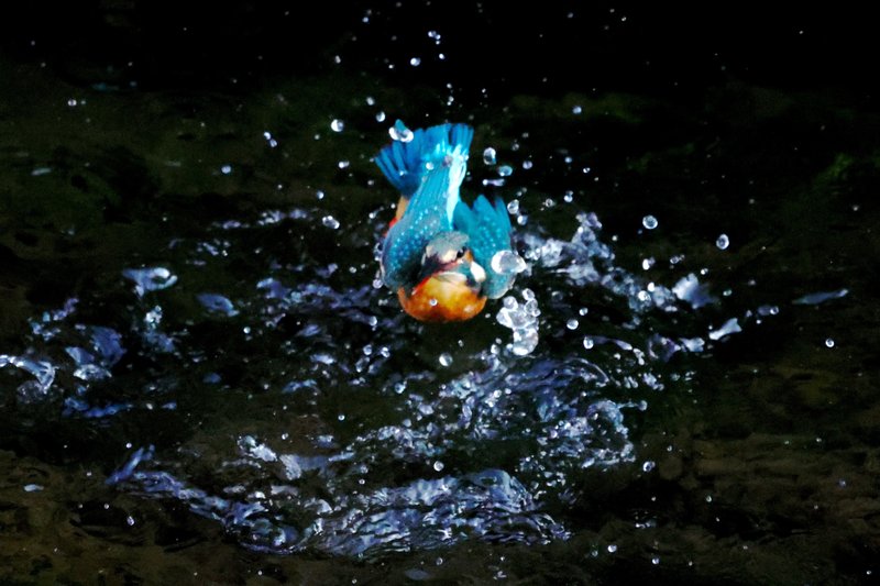 大東京カワセミ日記172 オスとメス、恋の駆け引きの始まり。20230212｜柳瀬 博一｜note