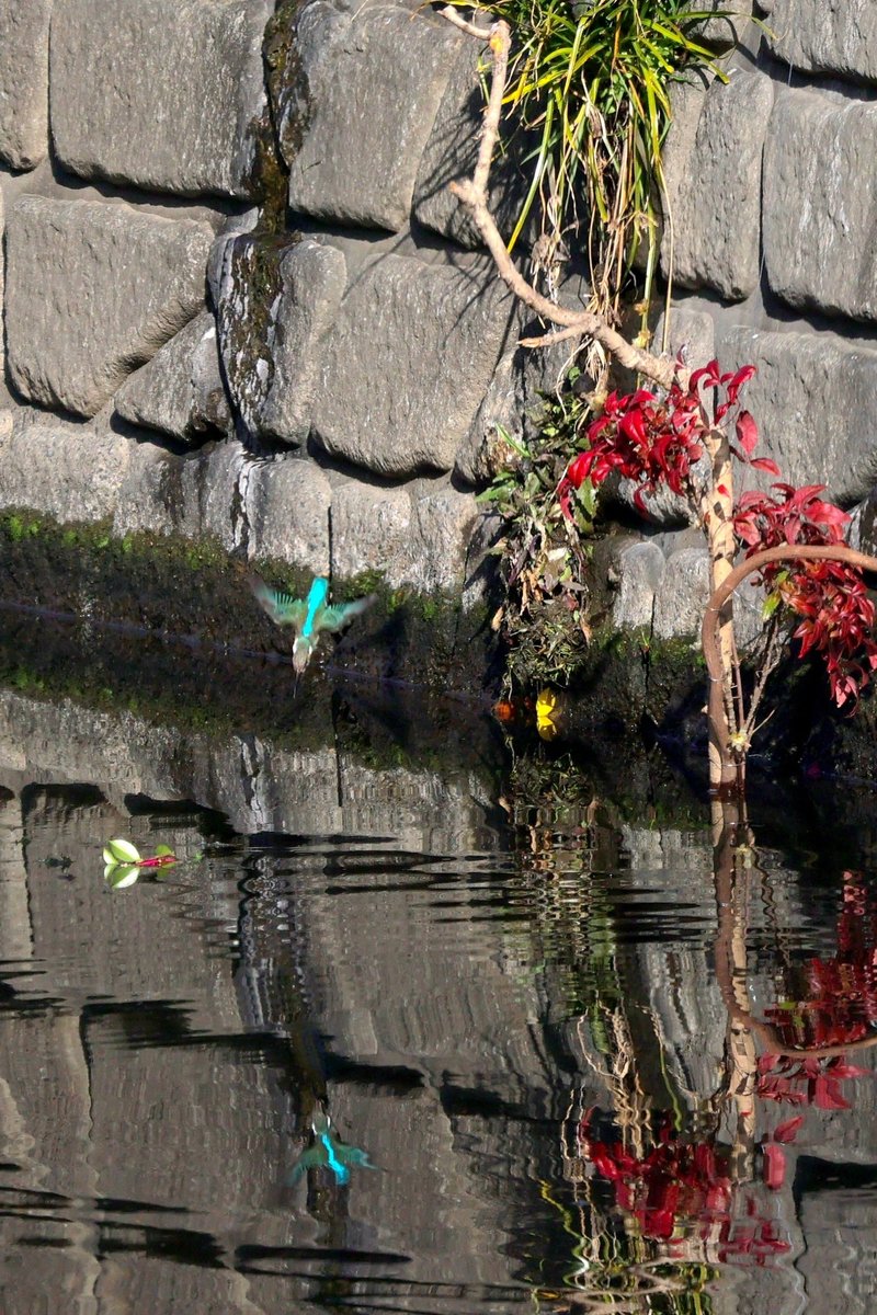 大東京カワセミ日記172 オスとメス、恋の駆け引きの始まり。20230212｜柳瀬 博一｜note