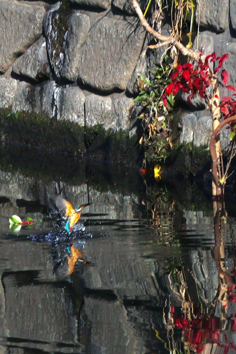 大東京カワセミ日記172 オスとメス、恋の駆け引きの始まり。20230212｜柳瀬 博一｜note