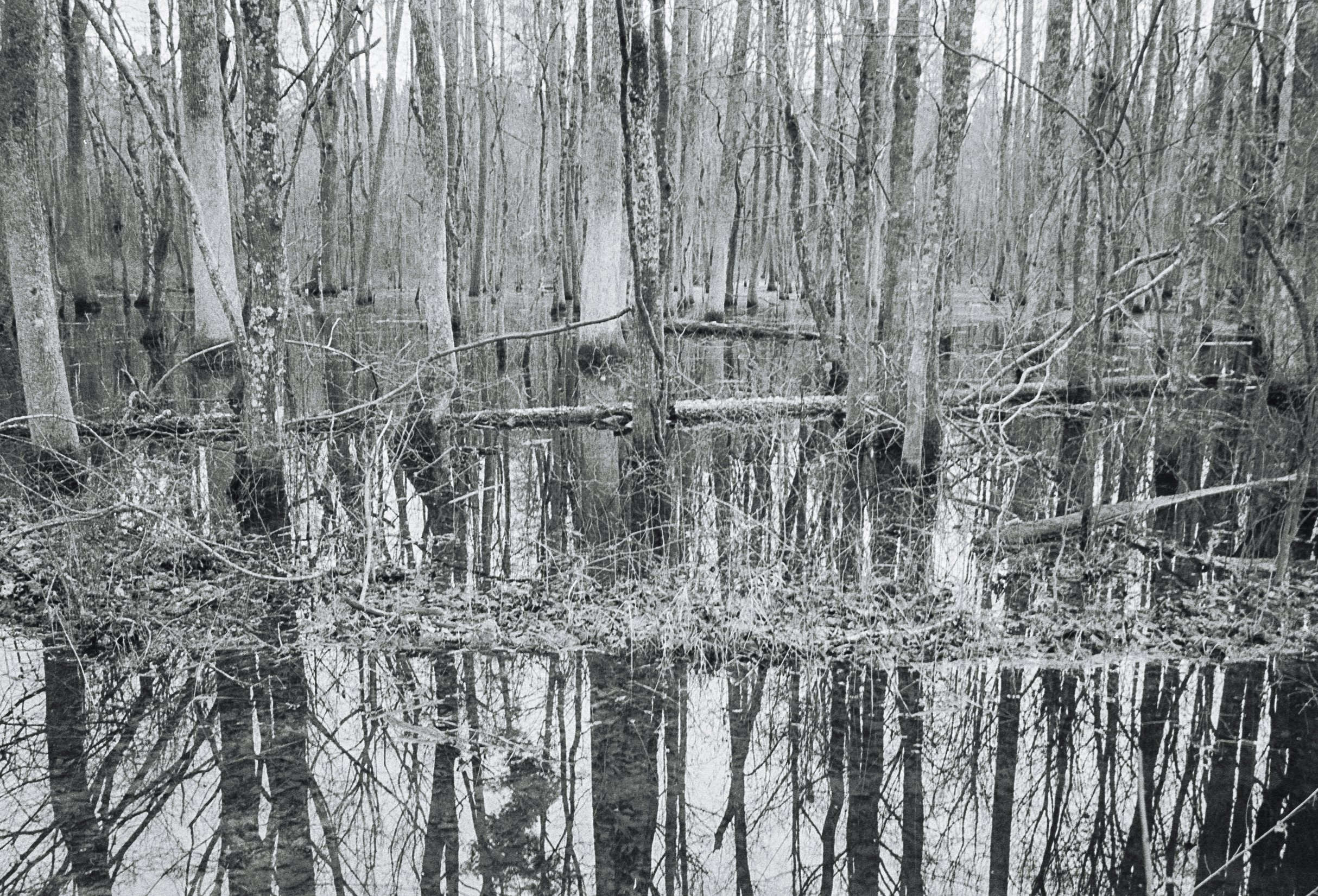 水面と木々＜週末自家現像＞｜MOJA MOJA｜note