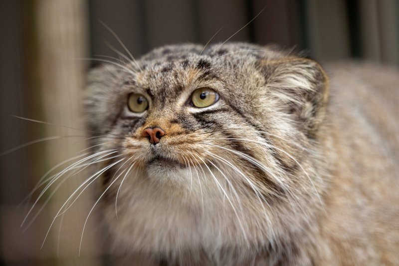 まぬるねこ｜Chacoder