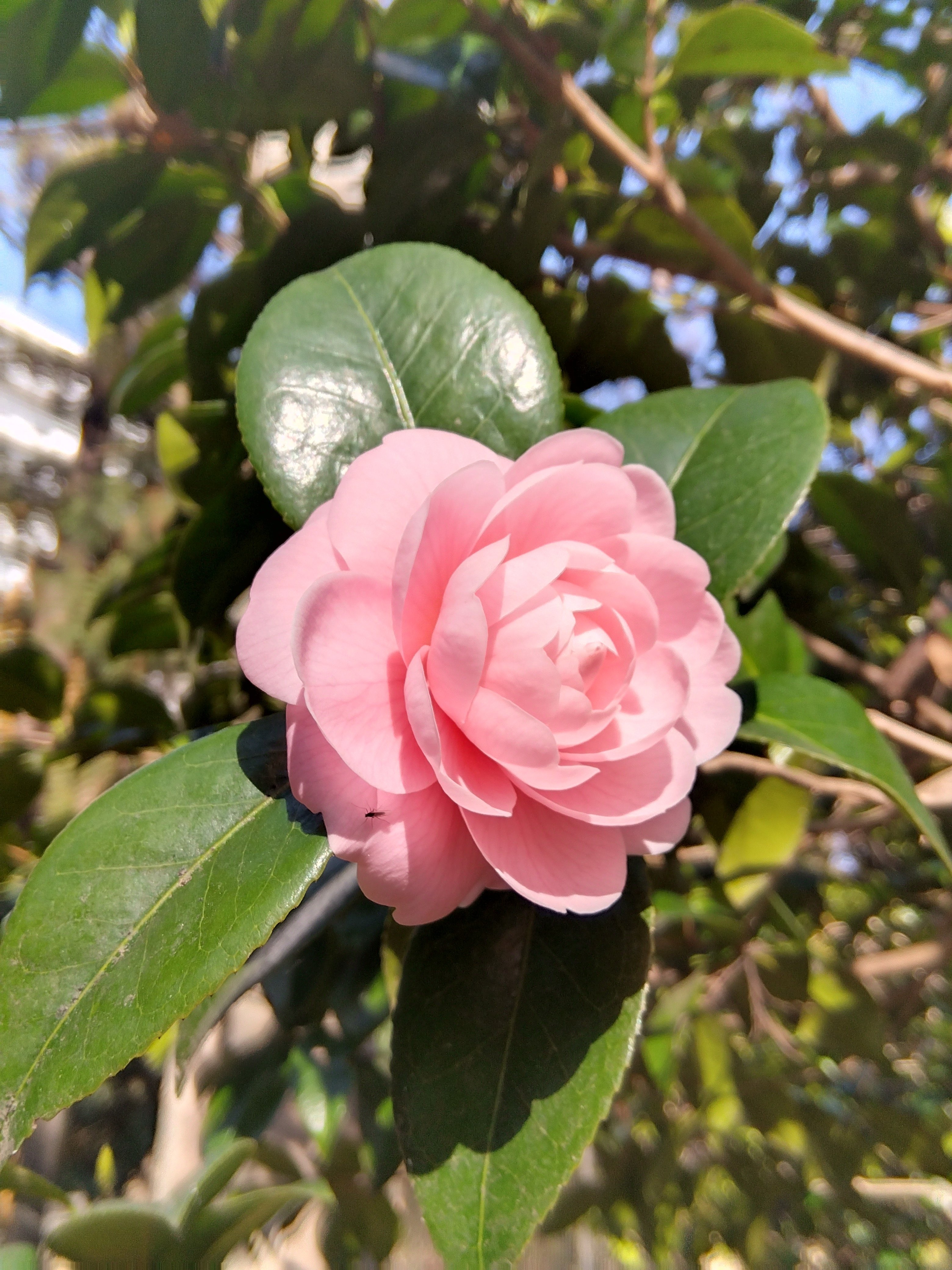 井の頭公園散歩③椿｜Lotus.KT