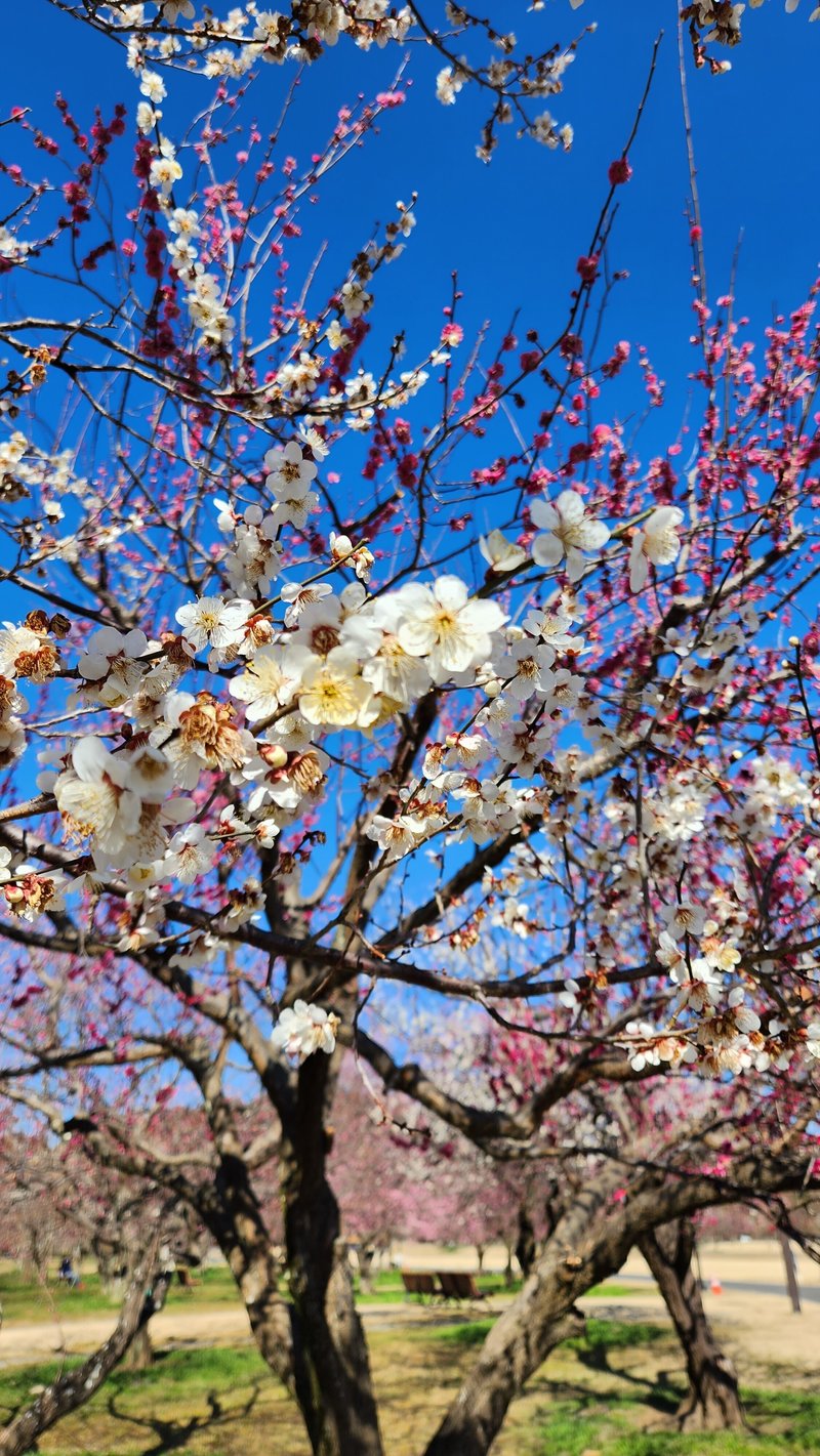 愛犬と春を感じながら散歩・・！｜Koki/ Video creator