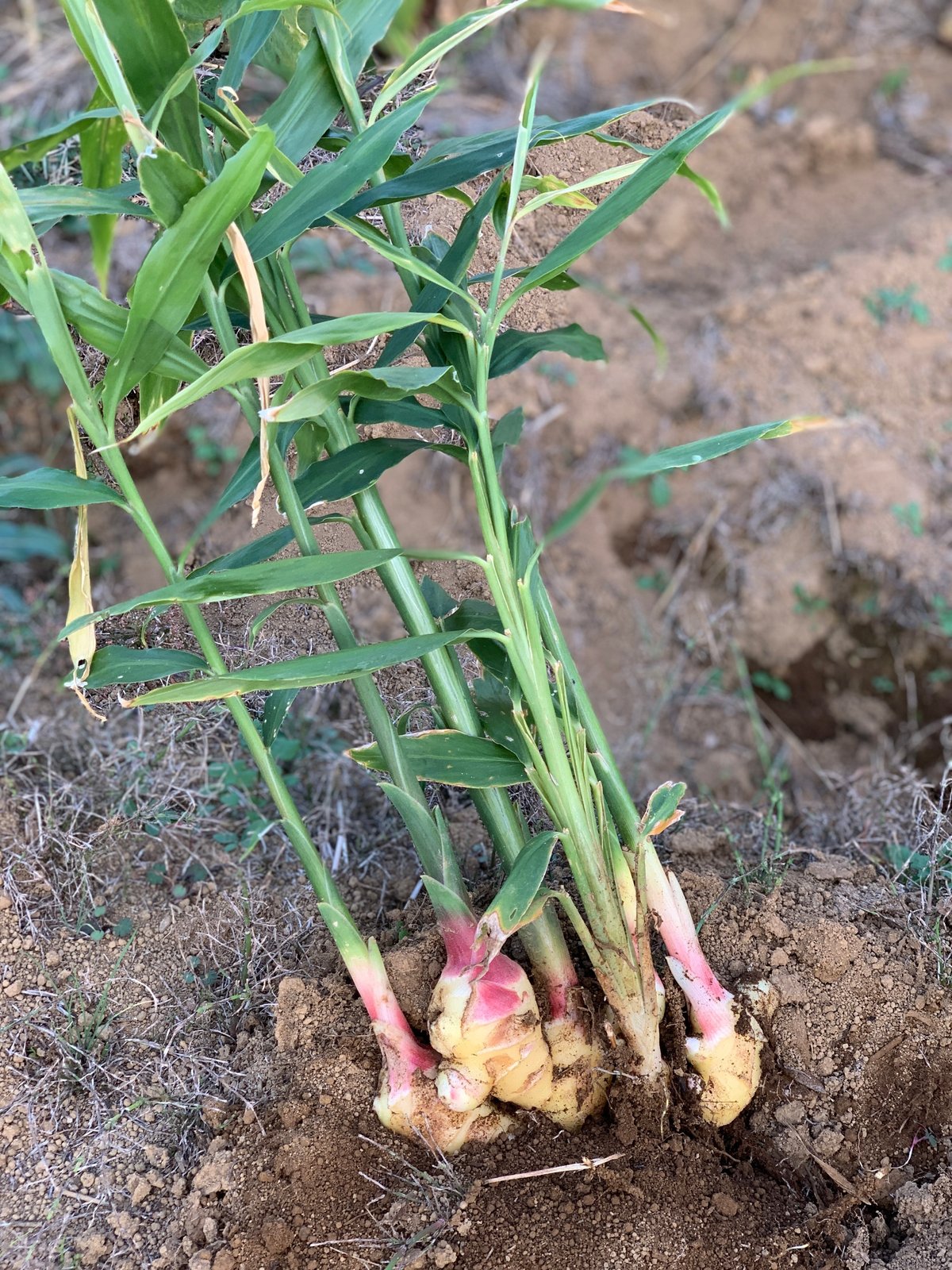 Ainone farm｜Tamaden Marche