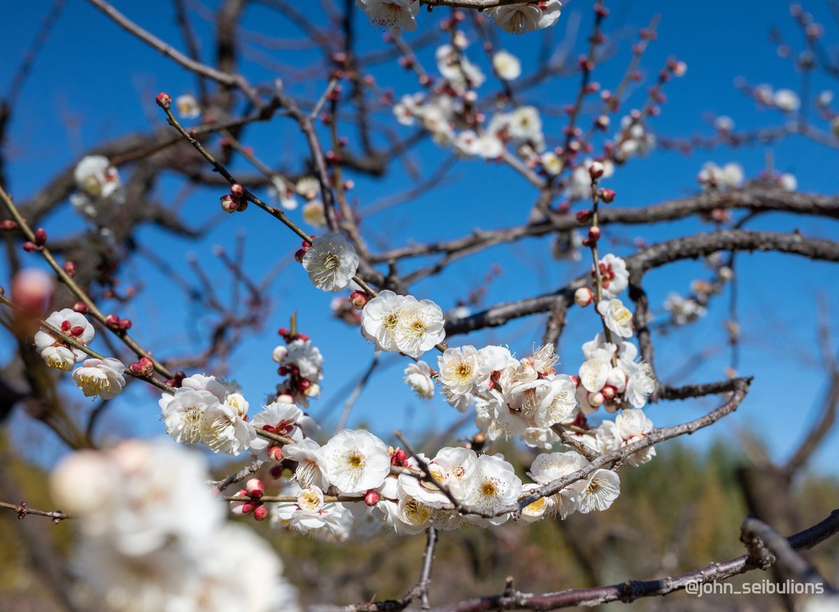 Z5+40mm f/2で梅を撮ってみた。神代植物公園編｜じょん