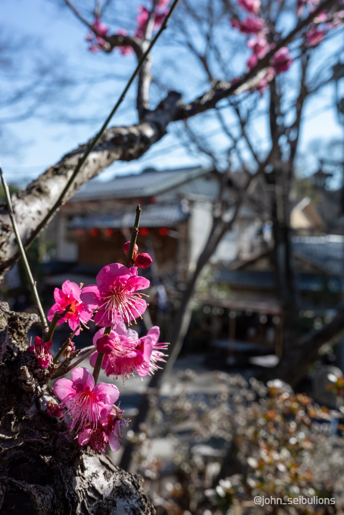 Z5+40mm f/2で梅を撮ってみた。神代植物公園編｜じょん