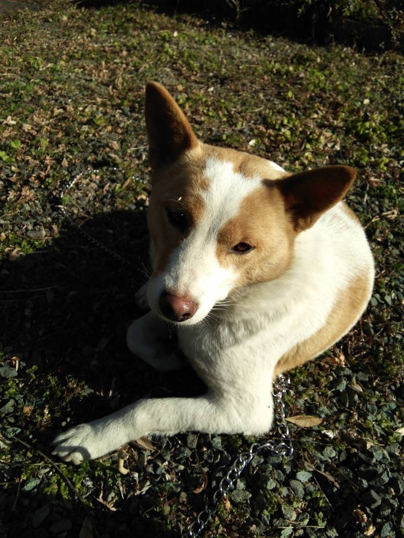 番犬七菜｜kameさん｜note