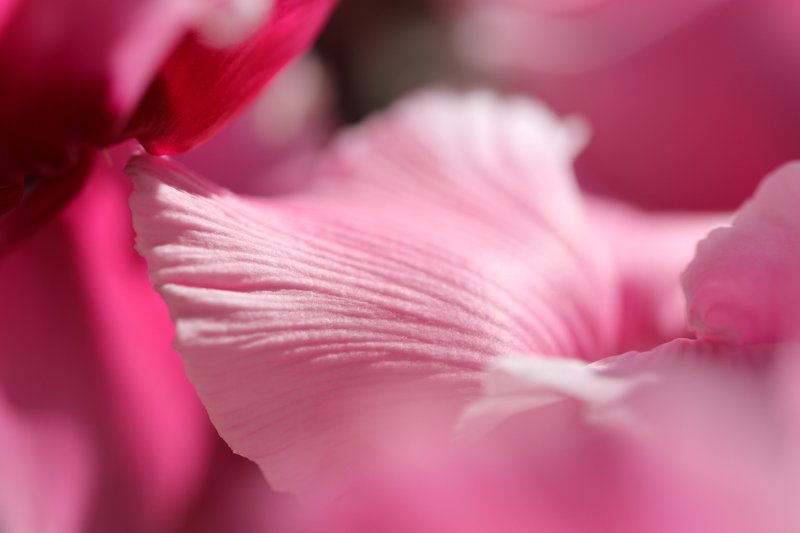 Stroll & Snaps, Vol. 41: うちの界隈の彩 ｜Strolling Ricky｜note