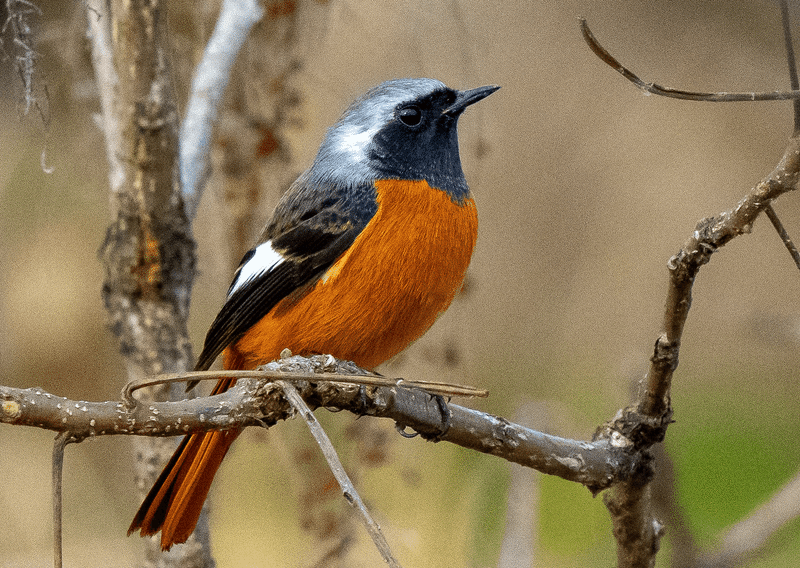 【野鳥】3月4日｜Chacoder｜note