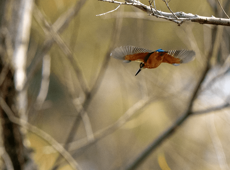 【野鳥】3月4日｜Chacoder｜note