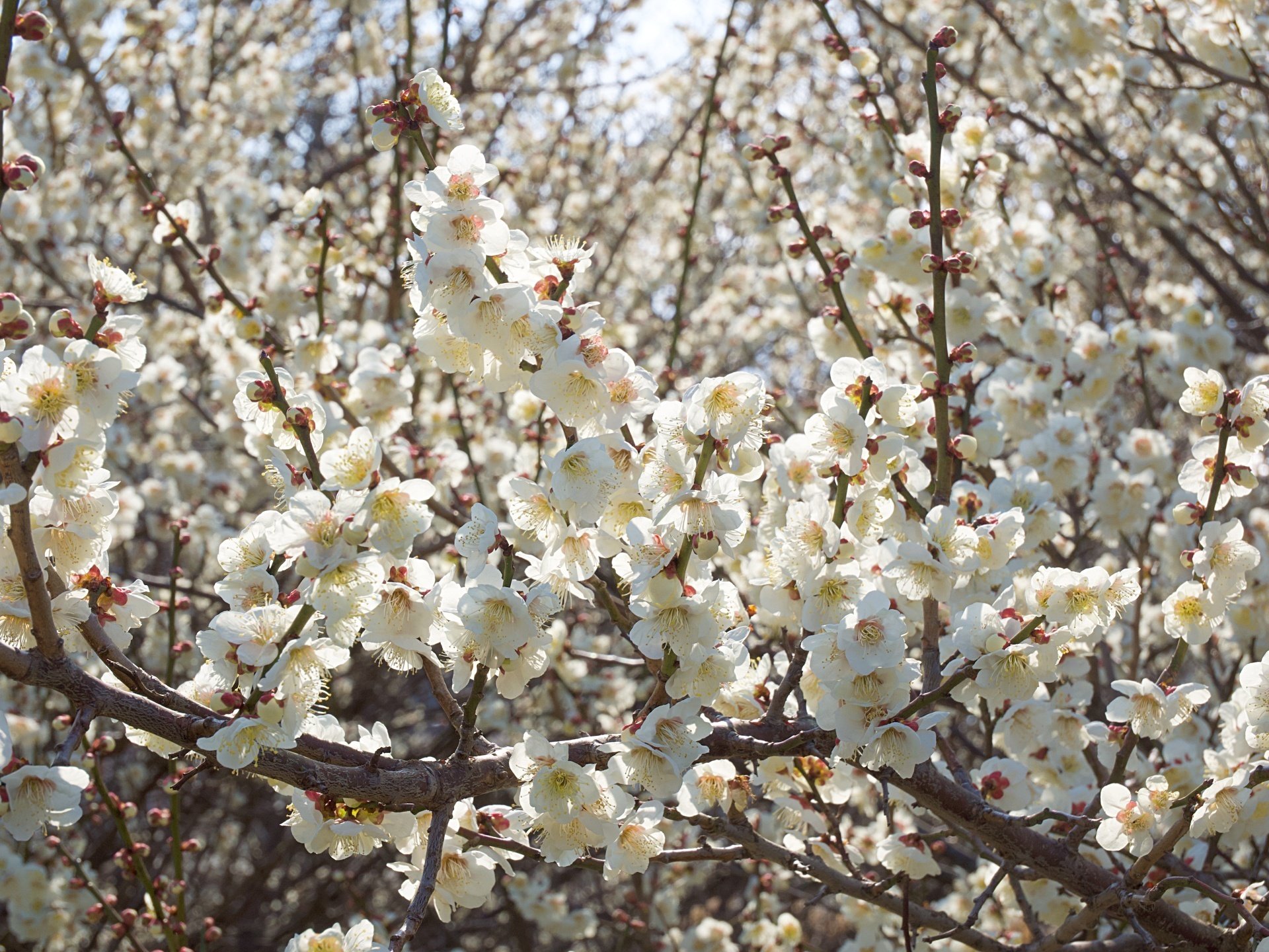 2023年3月の梅｜team_ueno｜note