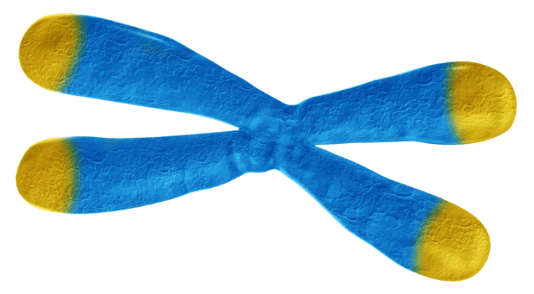 ゲノムからタンパク質になるまでのストーリー｜t endoh