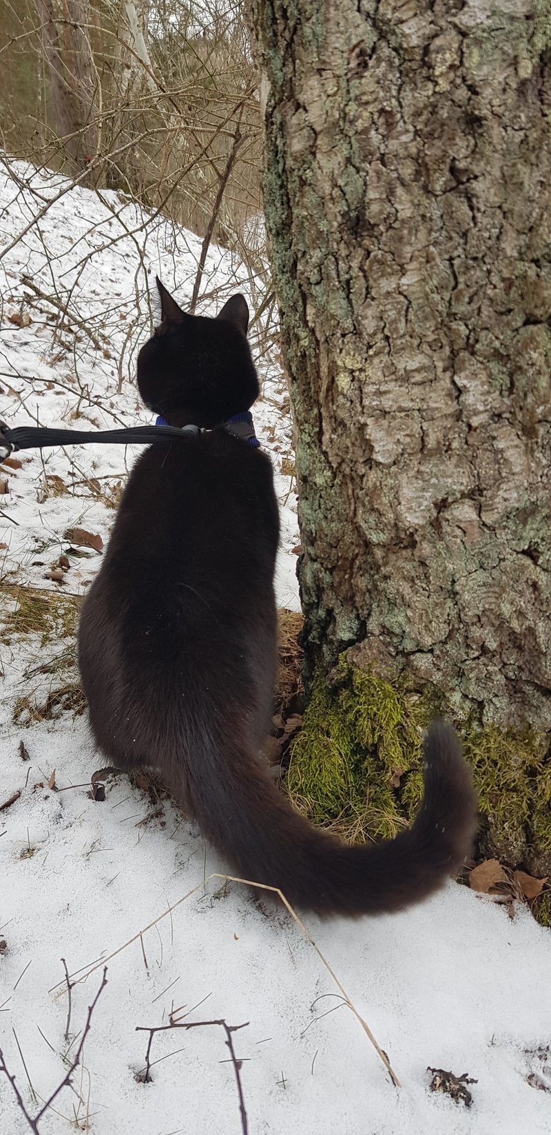 我が家の猫のハーネス新調｜Ren｜note