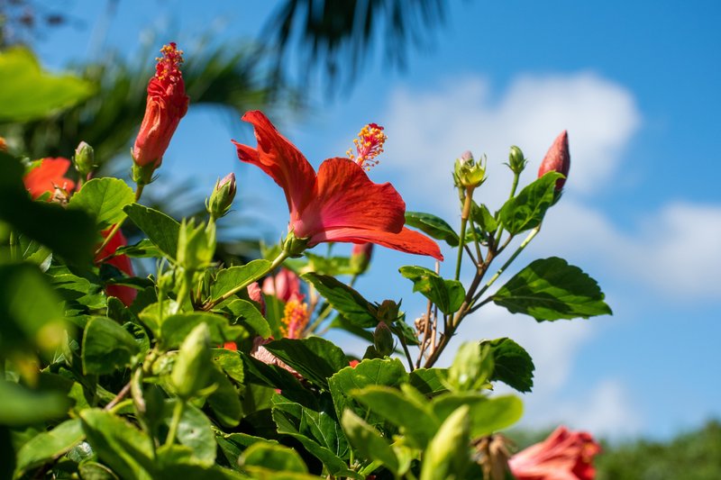 小浜島時間 vol.002 ハイビスカス｜田尾斗識 Toshiki Tao |星野リゾート｜note