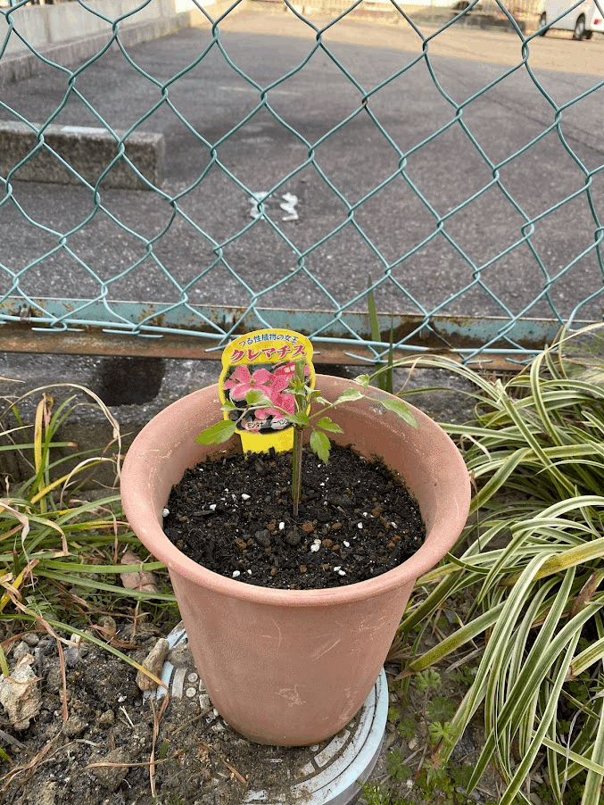 クレマチス はじめました！｜yucco｜note