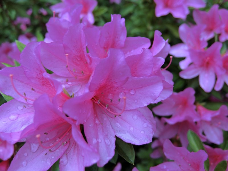 神カメラです EX-10。｜Daichi Okamoto