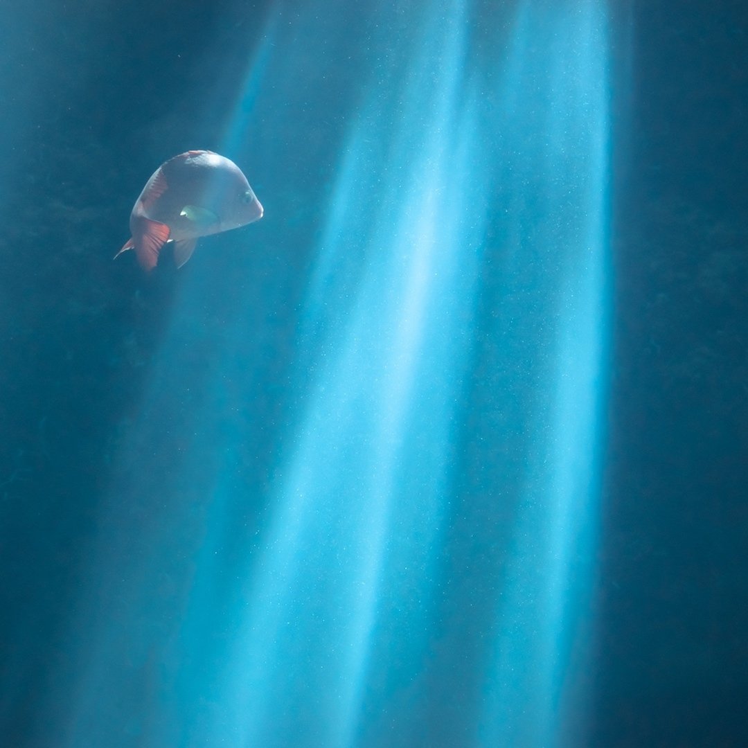 できれば何もしたくない｜ワダケンジ | KENJI WADA