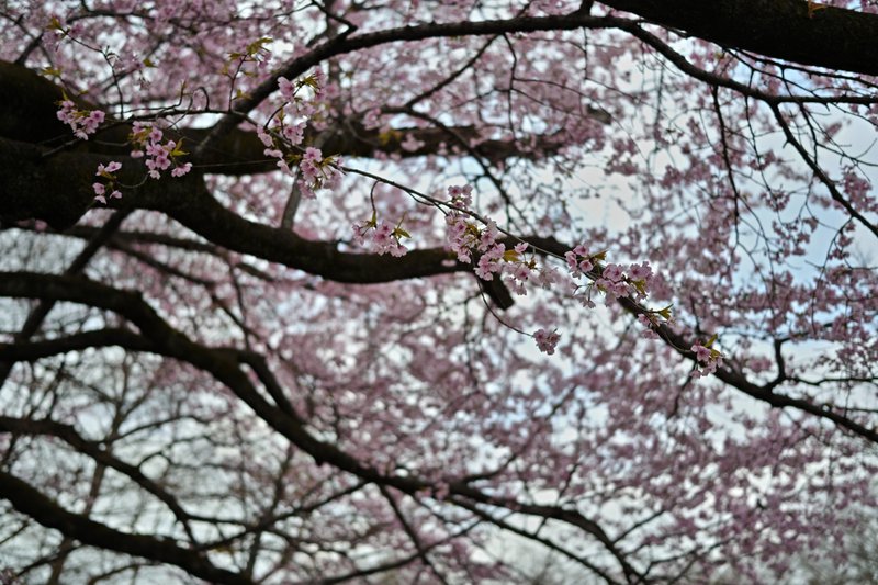 開花調査｜teru｜note