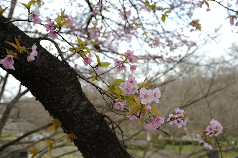 開花調査｜teru｜note