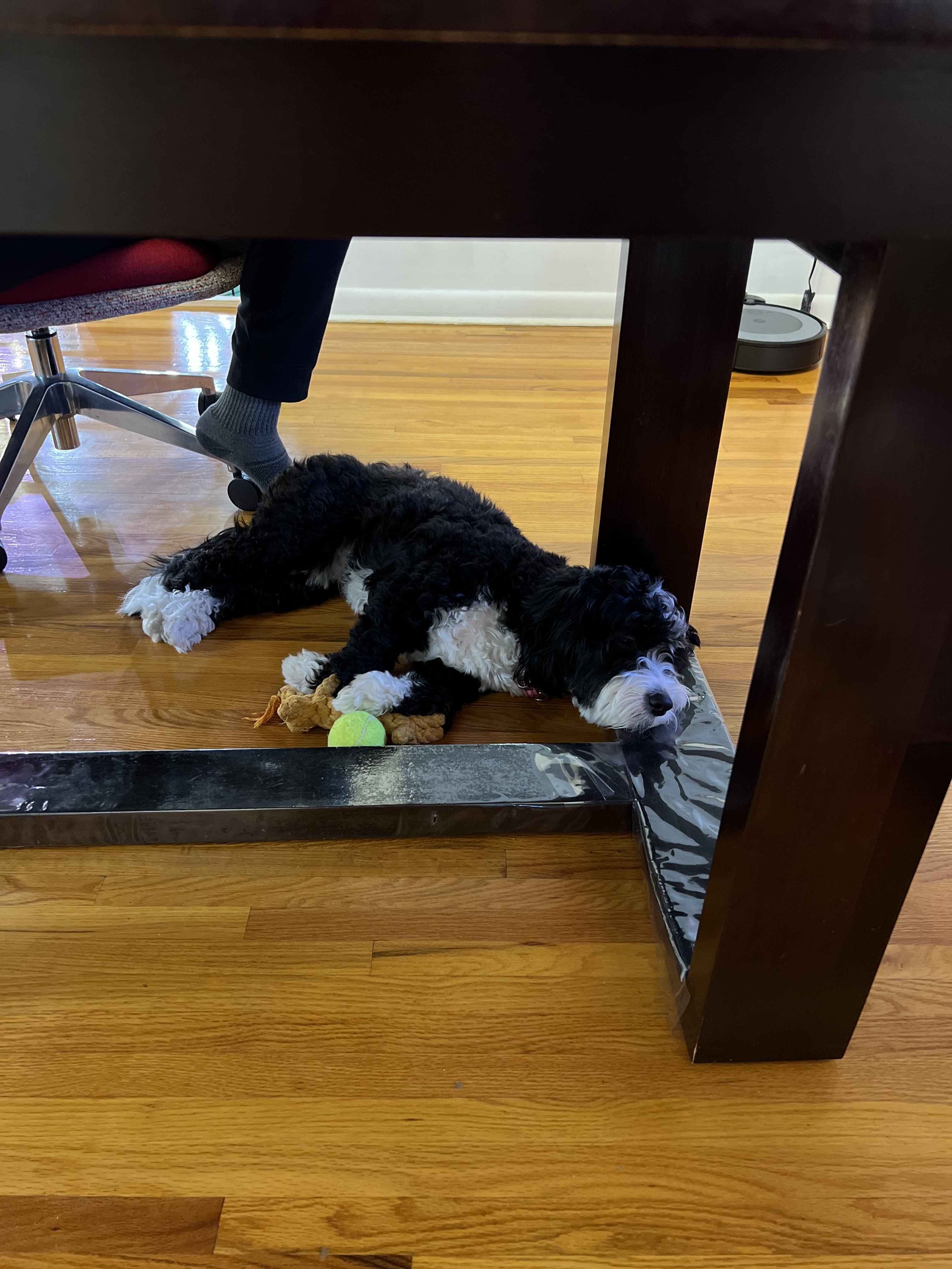 犬と生活と私♪｜Yoshi(NY在住)｜note