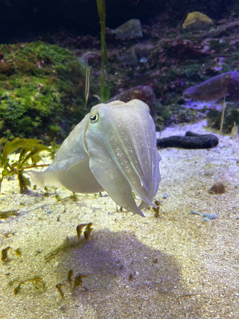 沖縄旅行🎶 ｜ki Ogawa｜note