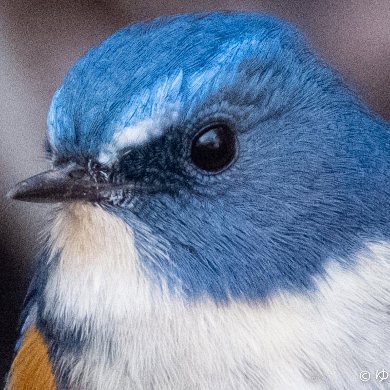 #883 Topaz DeNoise AI、DxO PureRAW 2・3 比較検証｜RURI