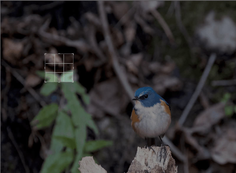 #883 Topaz DeNoise AI、DxO PureRAW 2・3 比較検証｜RURI